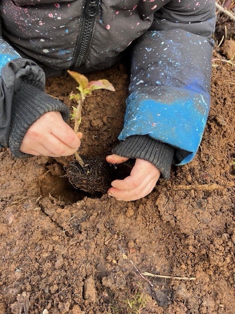 Tree Planting | Cambusbarron Village Nursery